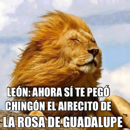 Los mejores memes de León Campeón | Isopixel
