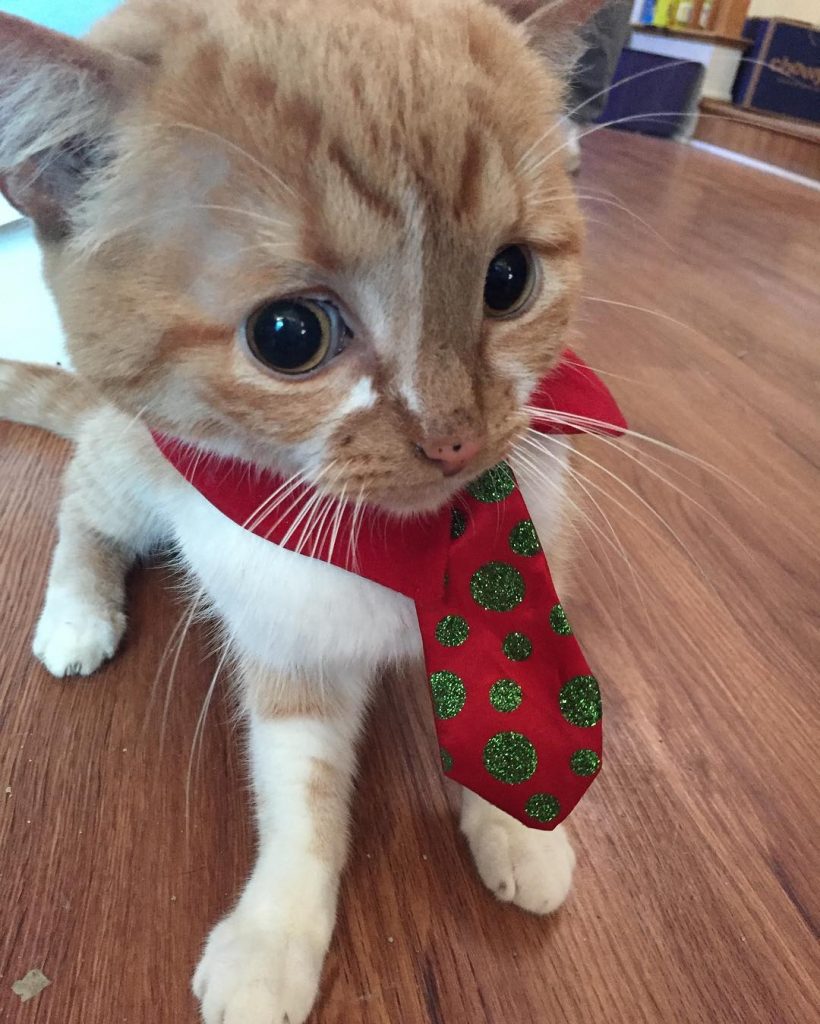 gato-con-corbata-navidad | Isopixel