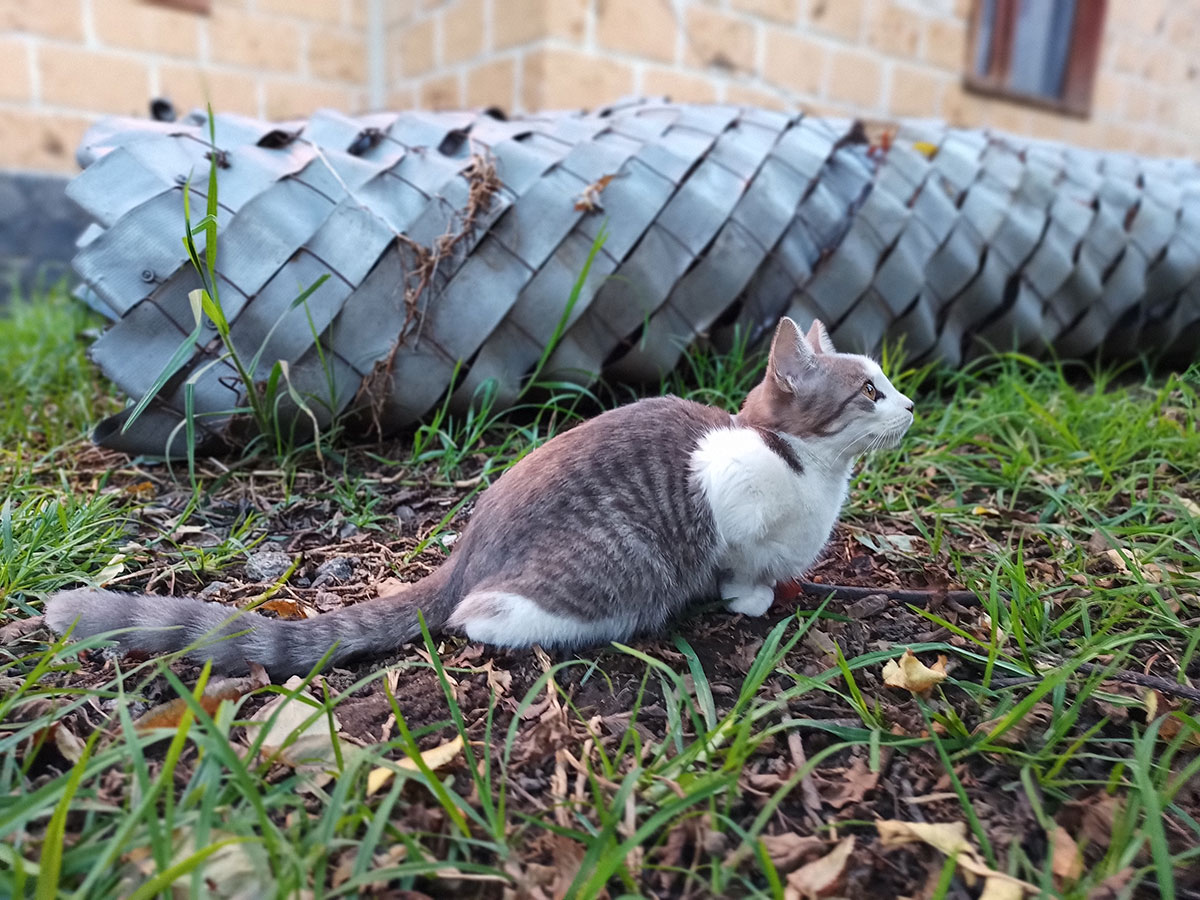 moto-edge-gato | Isopixel