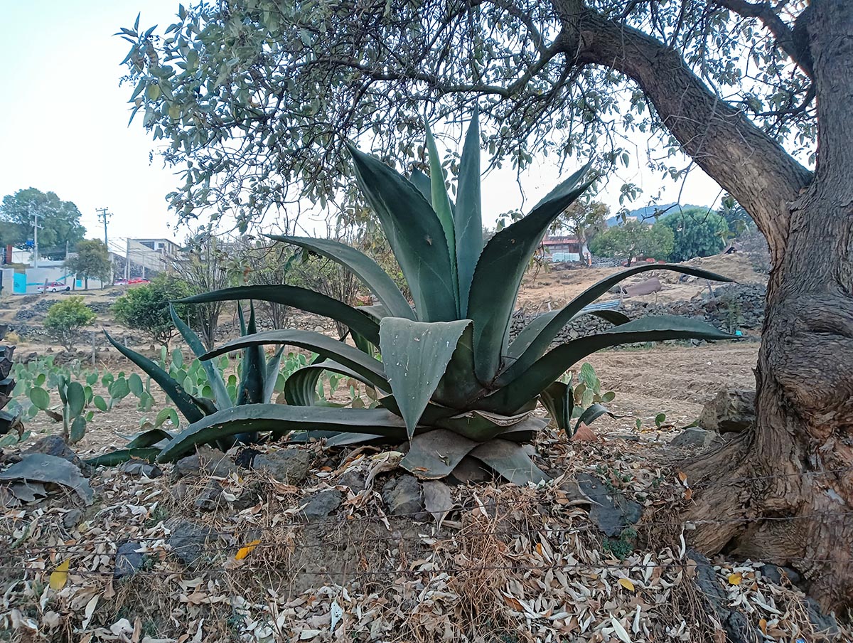 IMG20220302184414-1 | Isopixel