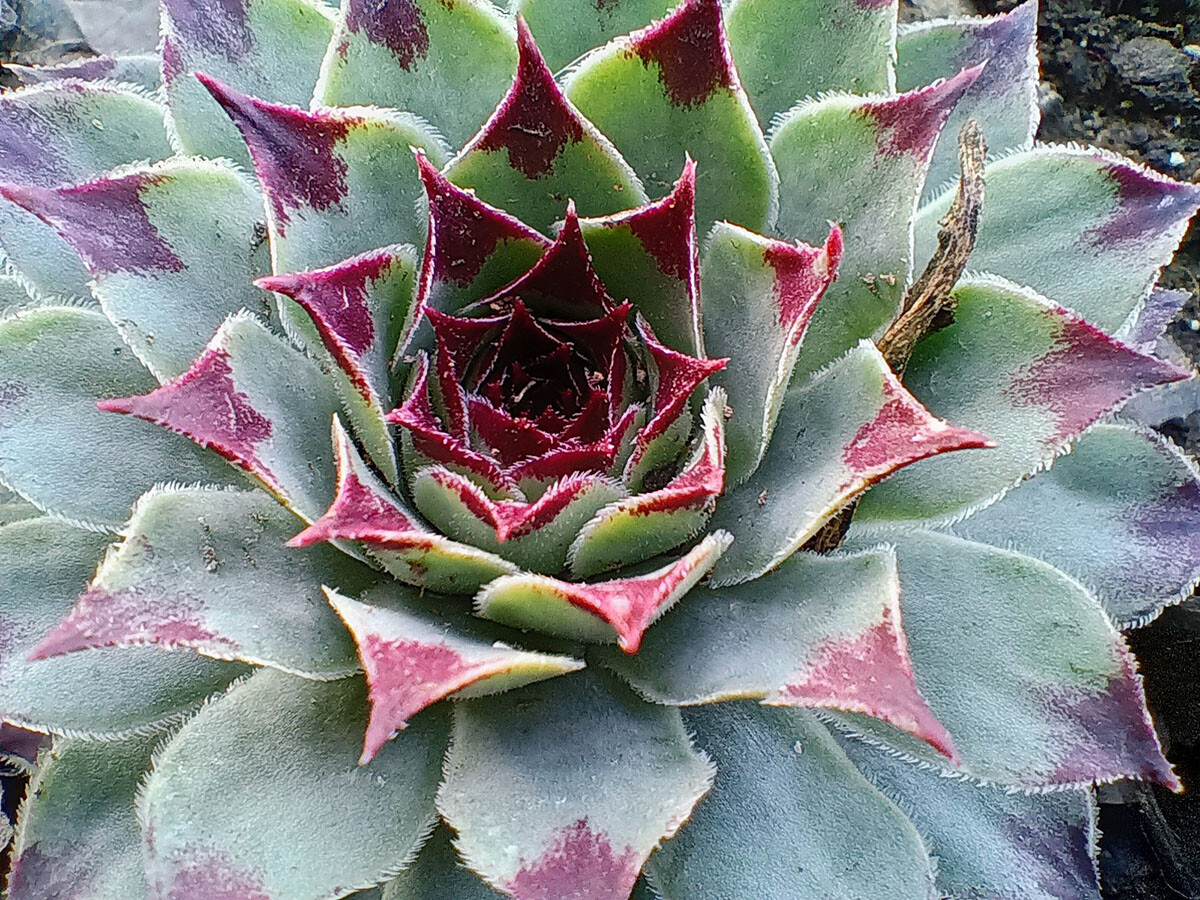 IMG_20240121_175426816_HDR_AE | Isopixel